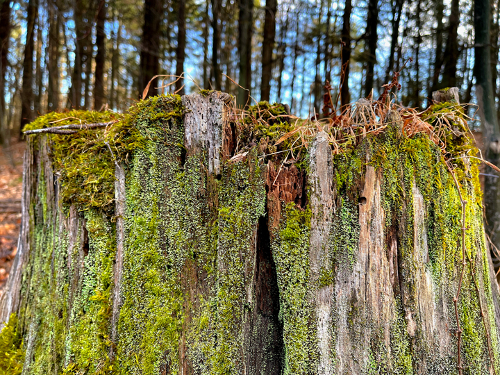 Moss Grows in the Shadows – holly troy ~ sacred folly